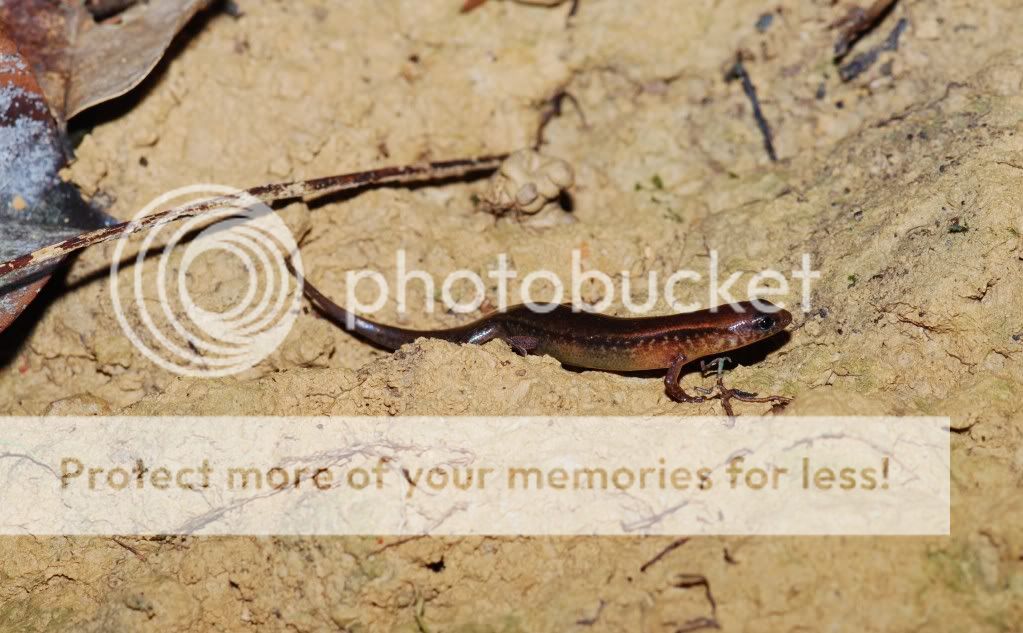 Sabah, Borneo photos.... - Field Herp Forum