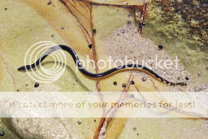 Pelamis platurus (Sea Snake) pics | Aussie Pythons & Snakes Forum