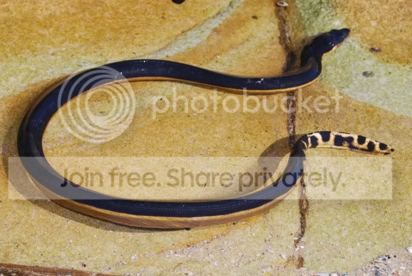 Pelamis platurus (Sea Snake) pics | Aussie Pythons & Snakes Forum