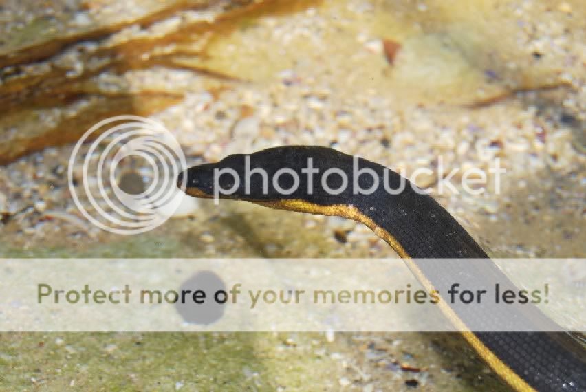 Pelamis platurus (Sea Snake) pics | Aussie Pythons & Snakes Forum