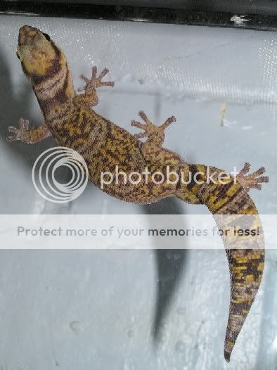 Northern Velvet Geckos | Aussie Pythons & Snakes Forum