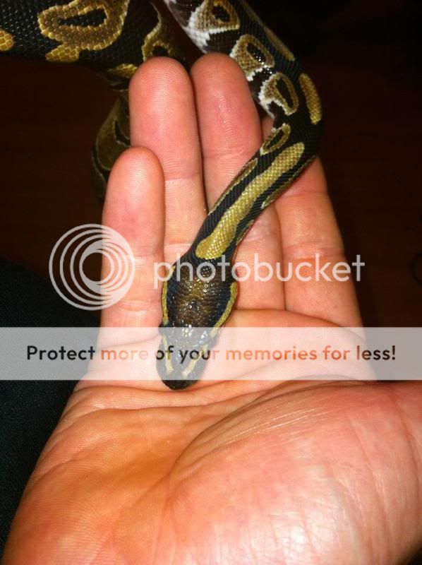 Our little baby ball python | Reptile Forums